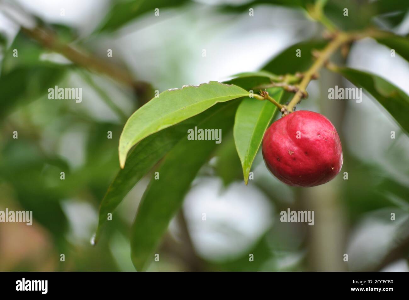 Phaleria macrocarpa, commonly known as Mahkota Dewa is a medicinal ...