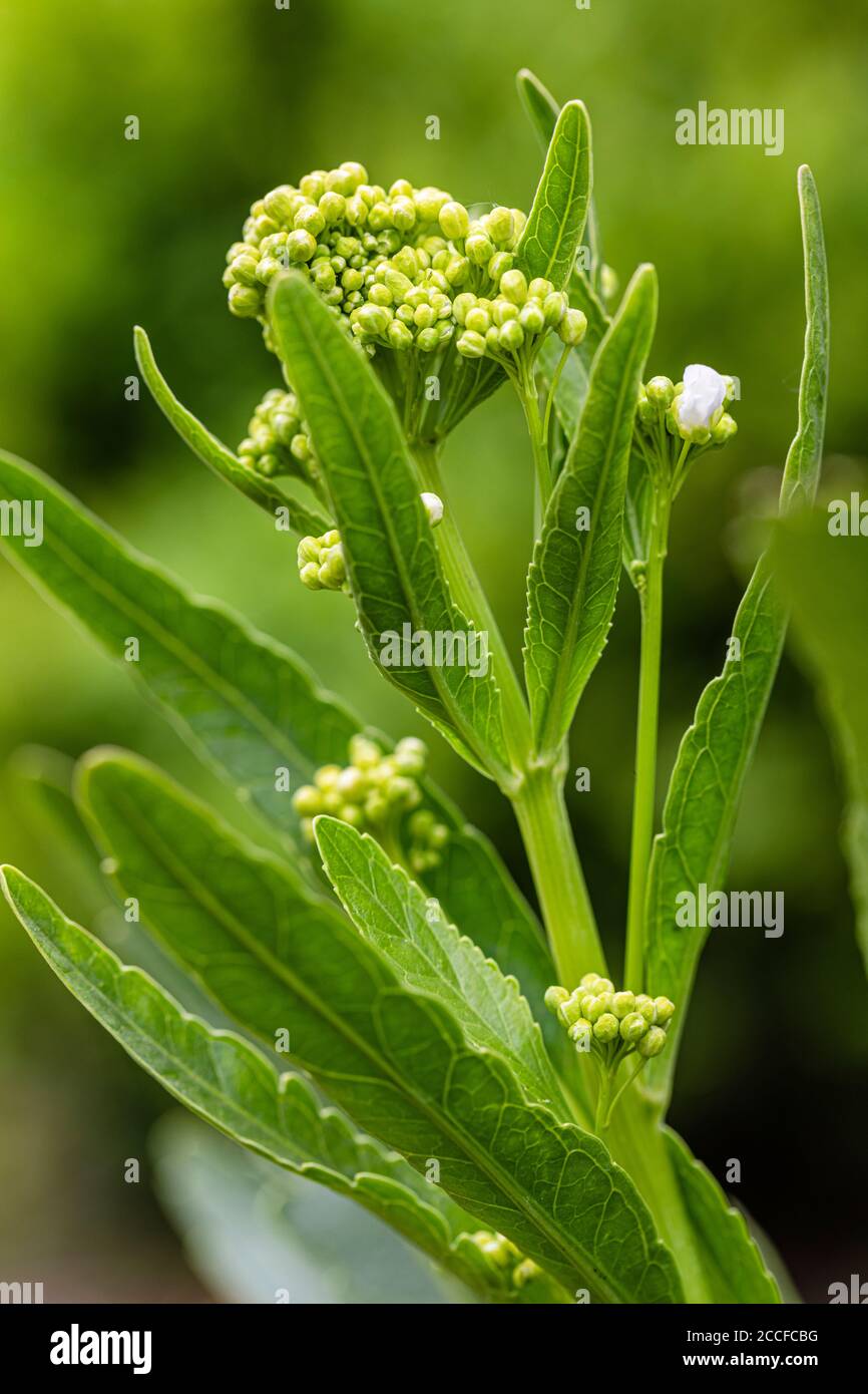 Horseradish, Armoracia rusticana, flower Stock Photo - Alamy