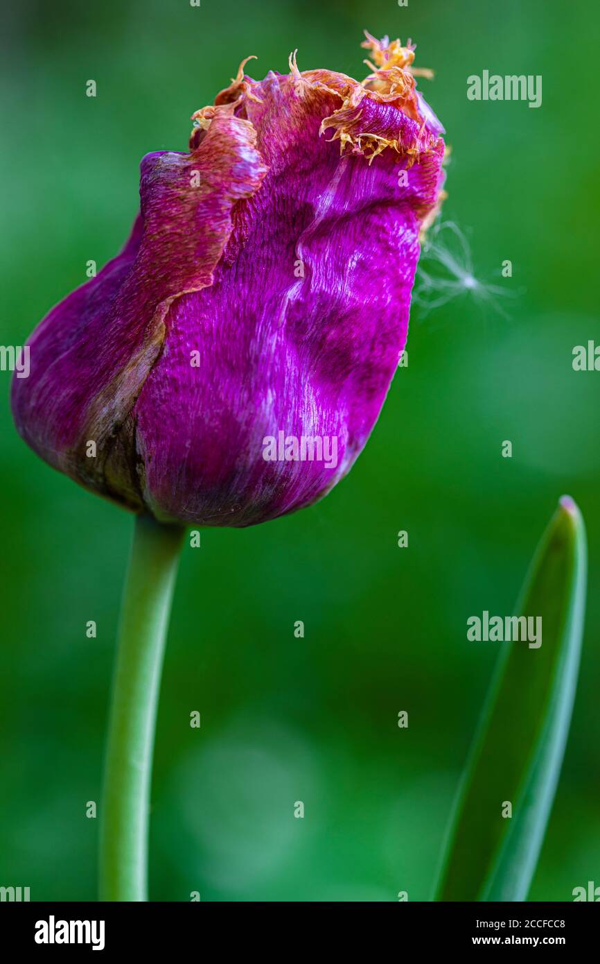 A faded tulip, floral still life Stock Photo - Alamy