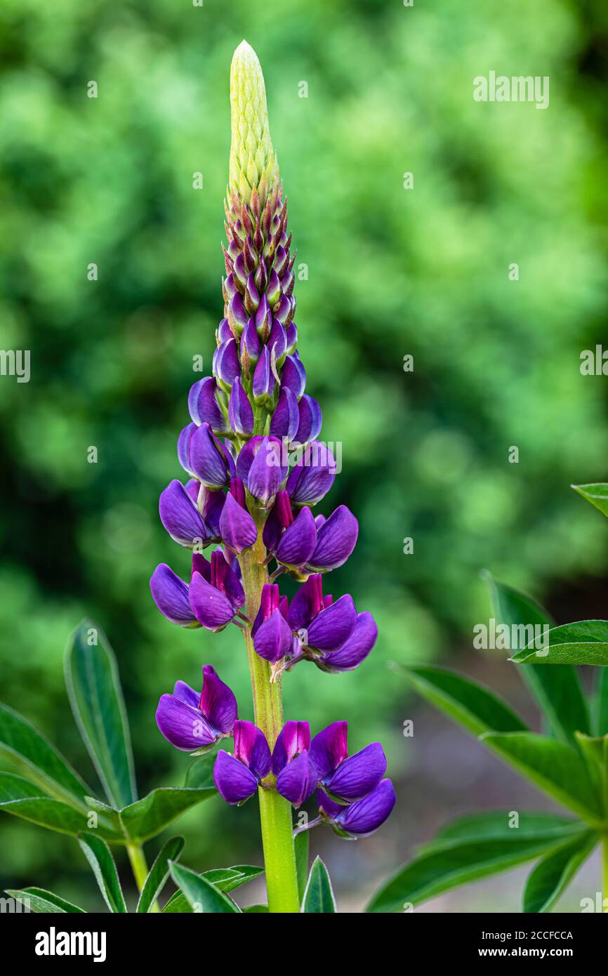 Lupine in nature hi-res stock photography and images - Alamy