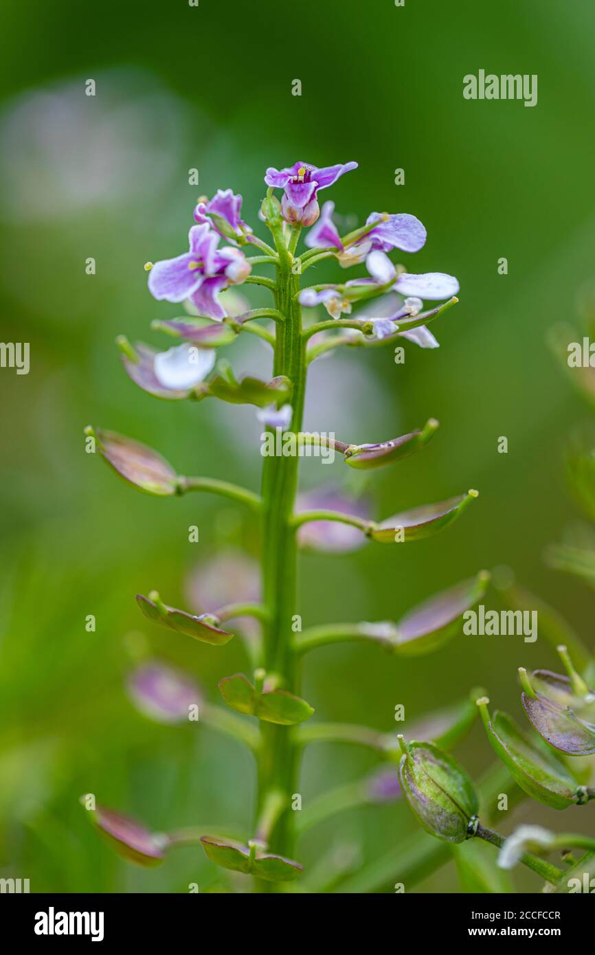 Bitter candied flower (Ideris amara), farmer's mustard, withered Stock ...