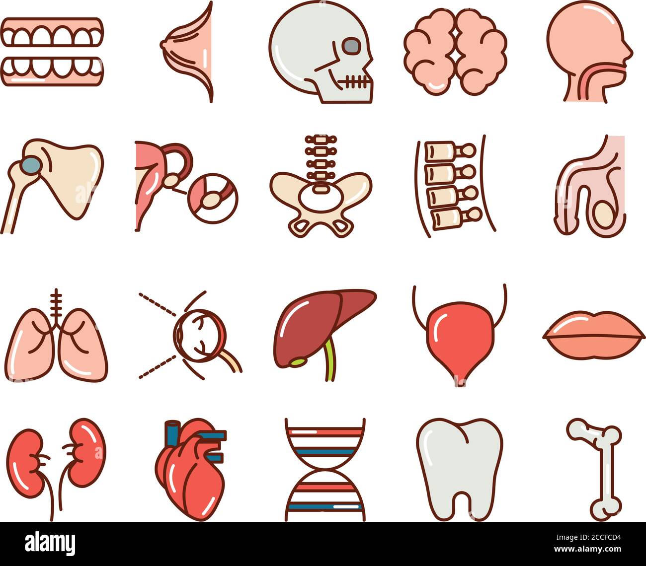 human body anatomy organs health teeth skull brain head liver icons ...
