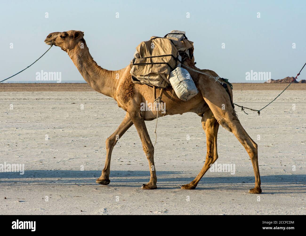 A dromedary in a caravan transports rock salt slabs over the Assale ...