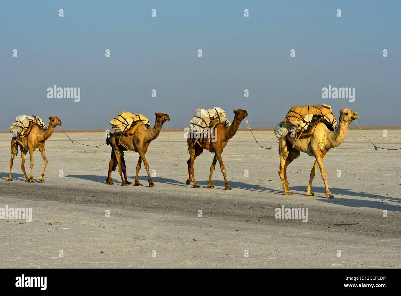 Afar region salt production hi-res stock photography and images - Alamy