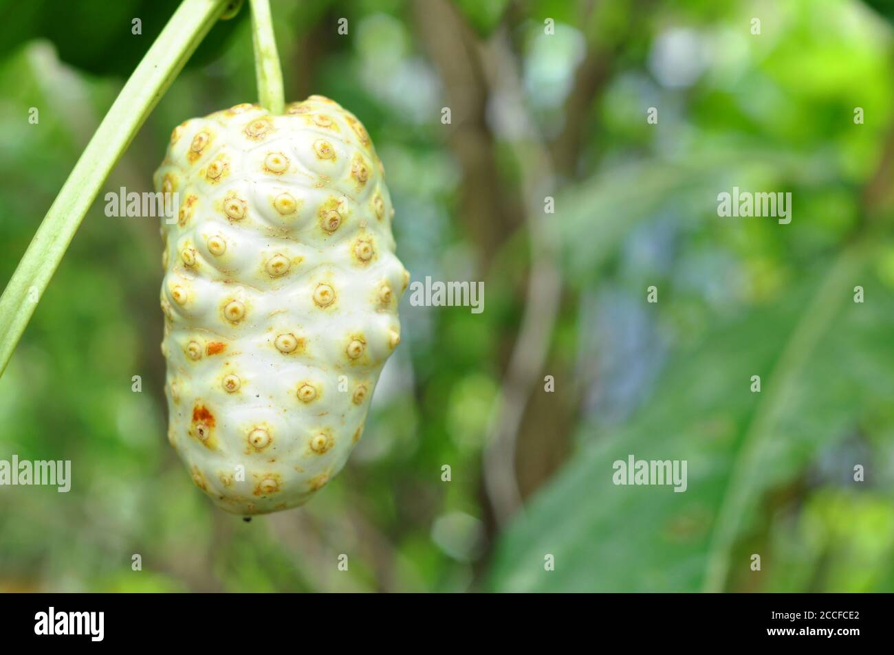 Morinda citrifolia or noni fruit is a fruit-bearing tree in the coffee ...