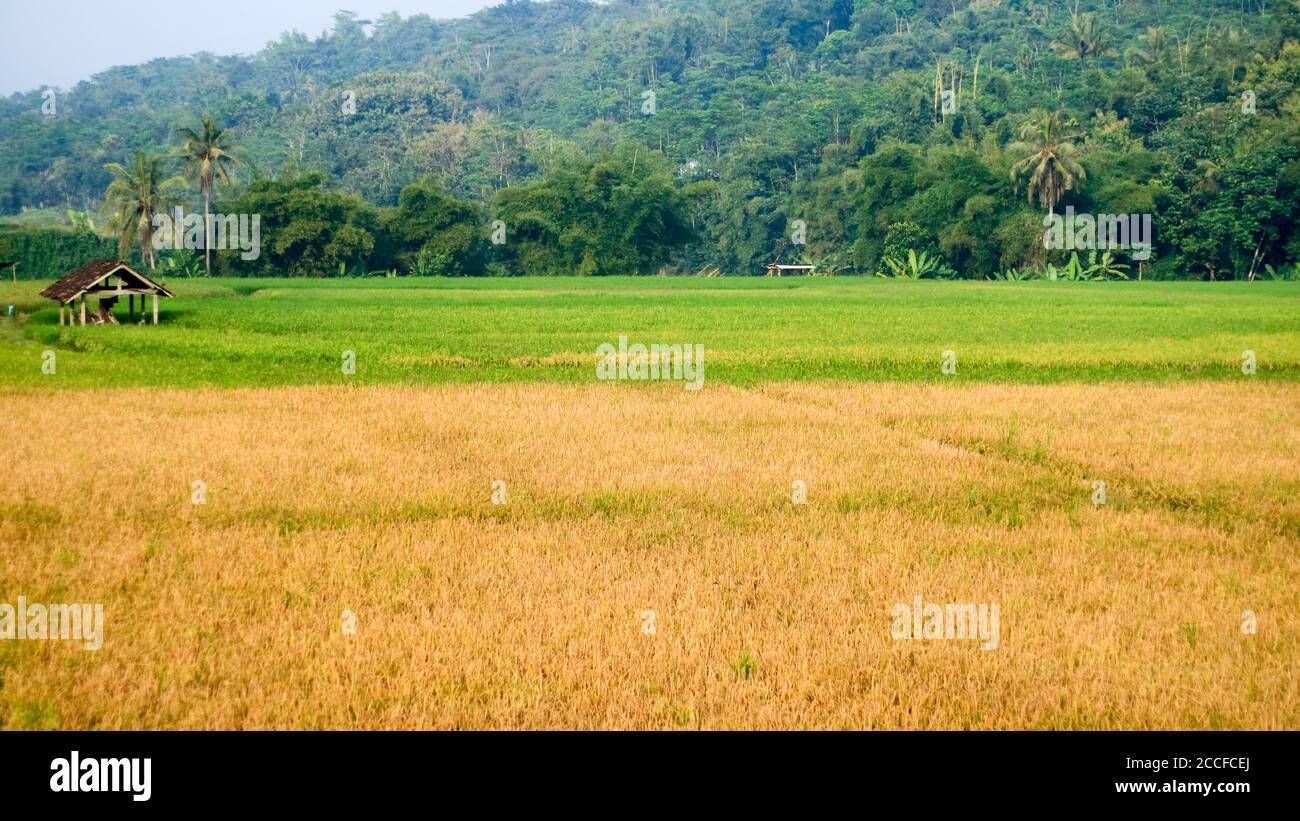 Paddy field of central java hi-res stock photography and images - Alamy