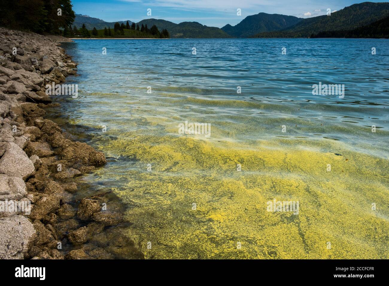 Germany, Bavaria, pollen in the Walchensee Stock Photo - Alamy