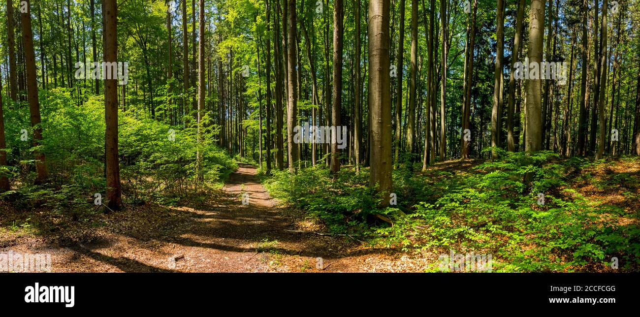 Forest germany mischwald hi-res stock photography and images - Alamy