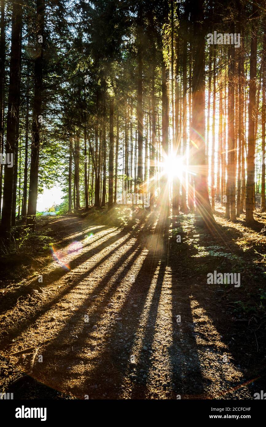Forest path backlight beams hi-res stock photography and images - Alamy