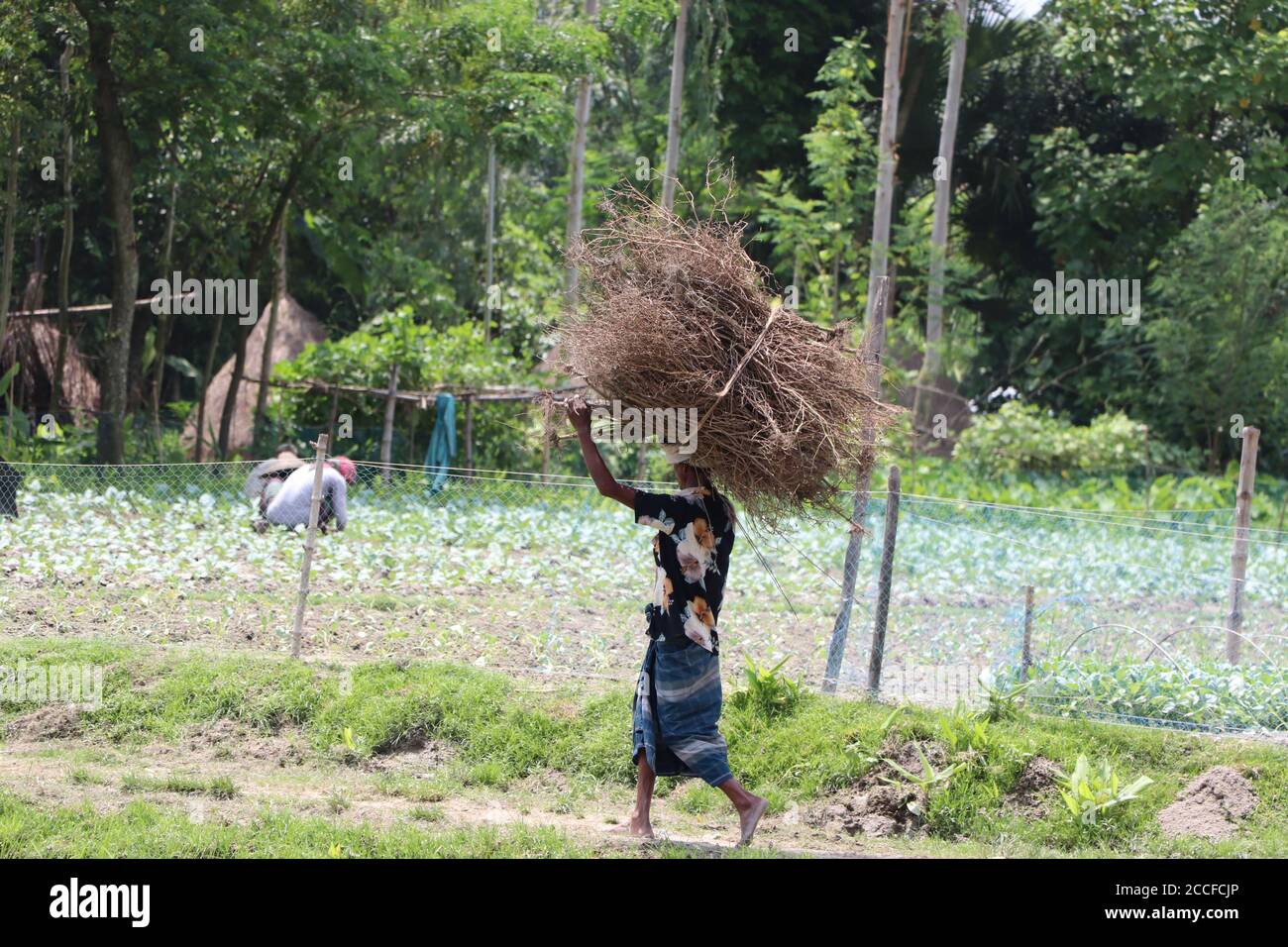 Poor Asian man carrying firewood on head, wearing Bangladeshi ...