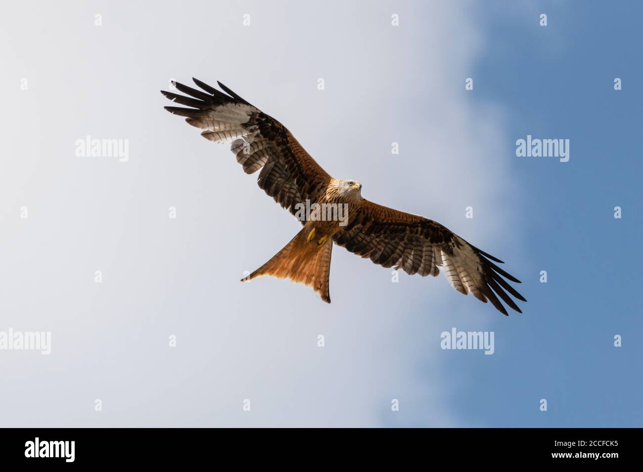 Red kite in flight. Native bird species in Germany Stock Photo - Alamy