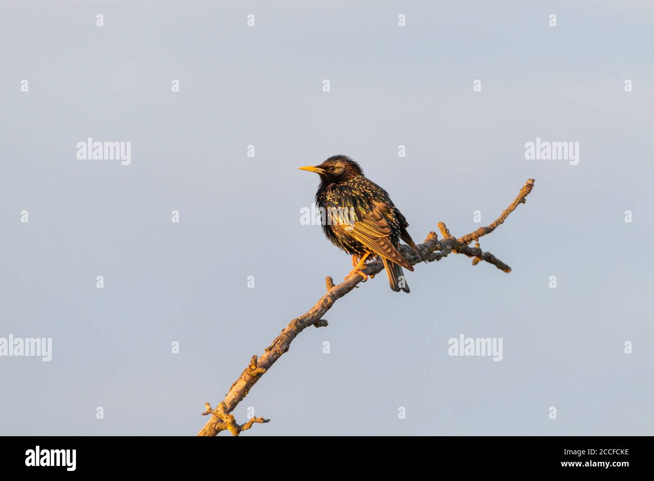 Starling in a tree at sunset native birds in germany hi-res stock ...