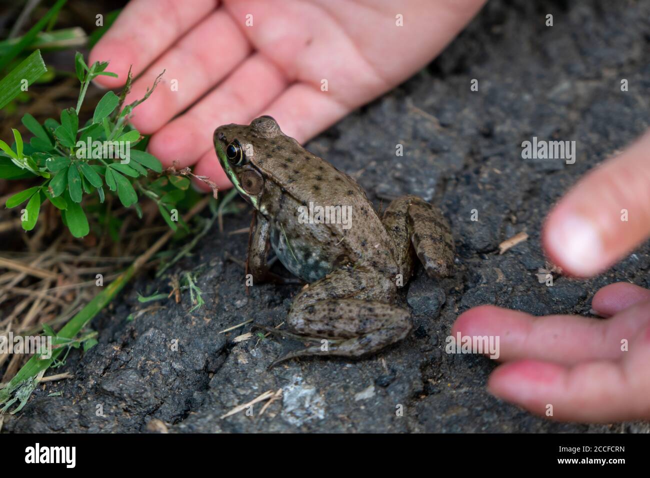 Frog Capture High Resolution Stock Photography and Images - Alamy