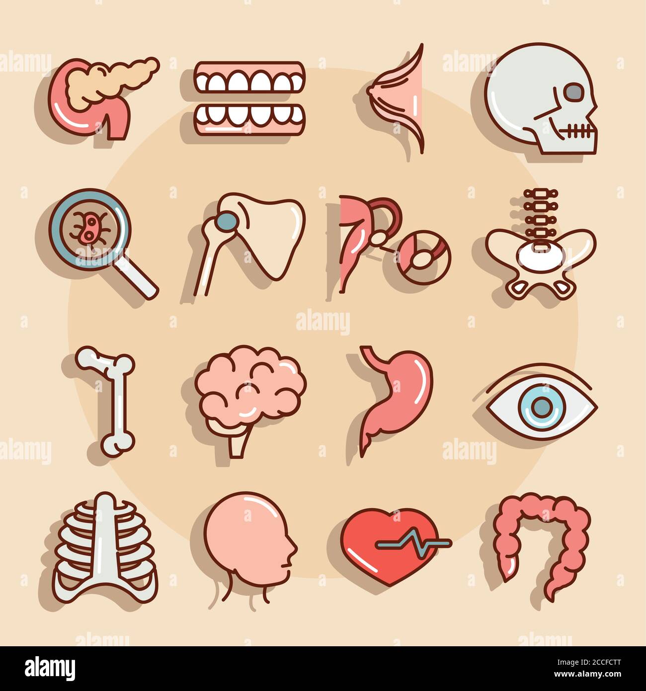 human body anatomy organs health pancreas teeth skull bone eye stomach ...