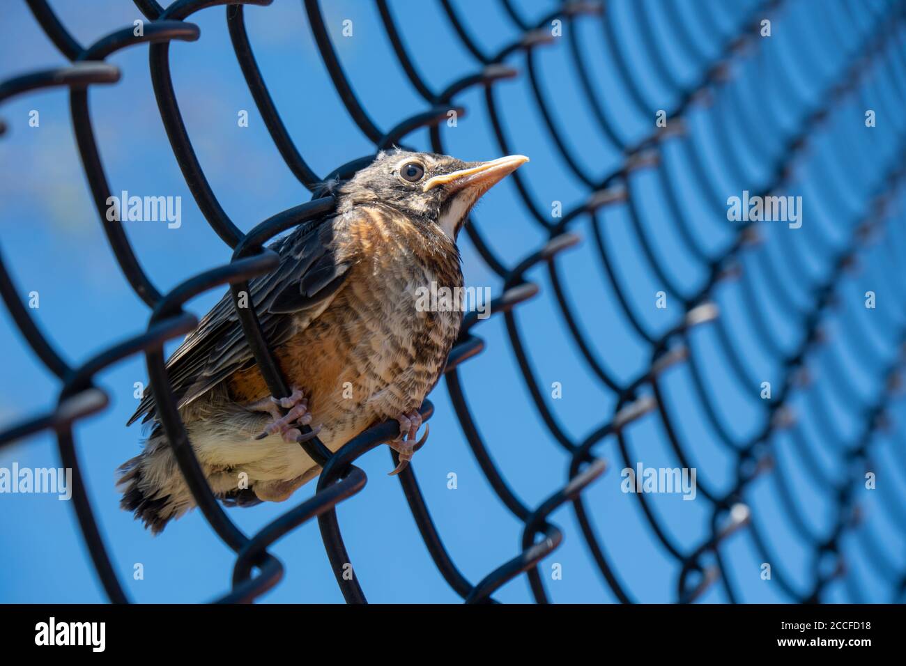 Robin fledgling hi-res stock photography and images - Alamy