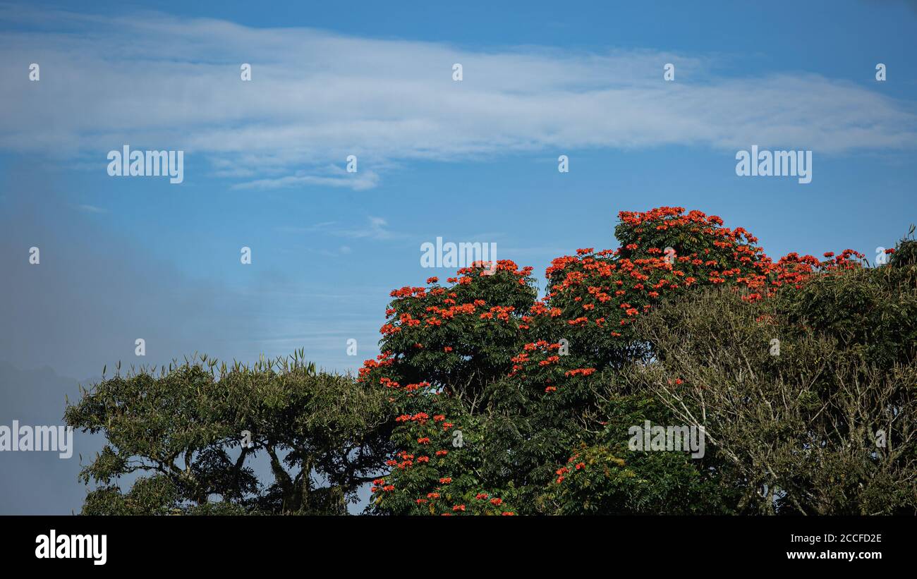View of the blooming tree. Bali. Indonesia Stock Photo - Alamy