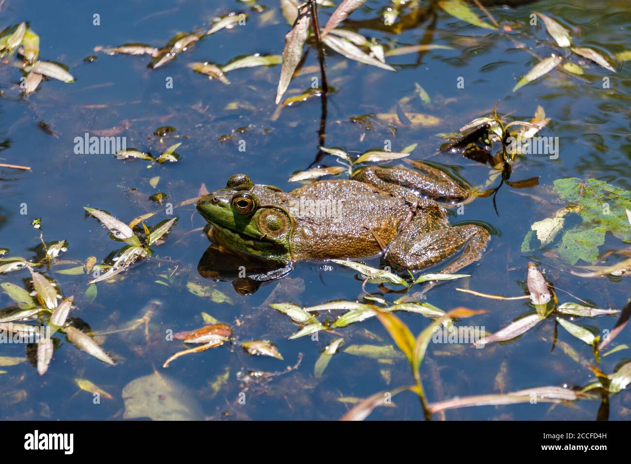 Bullfrog hanging out floating at the top of a pond Stock Photo - Alamy
