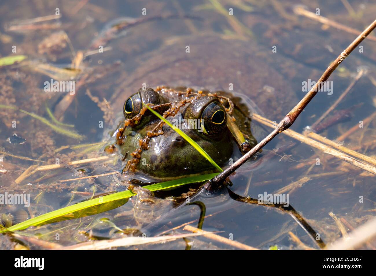 Closeup of american bullfrog hi-res stock photography and images - Alamy