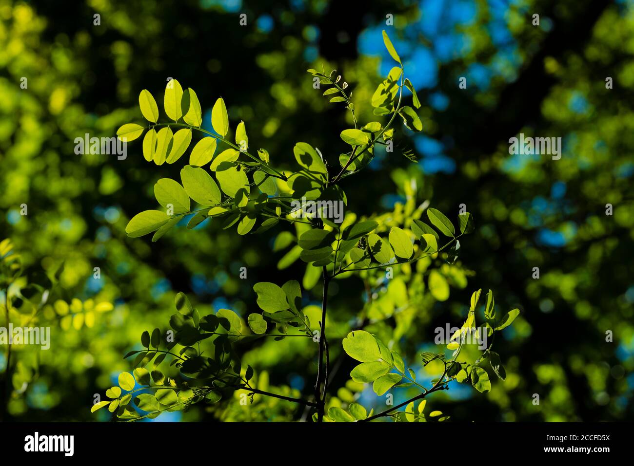 Robinia leaves hi-res stock photography and images - Alamy