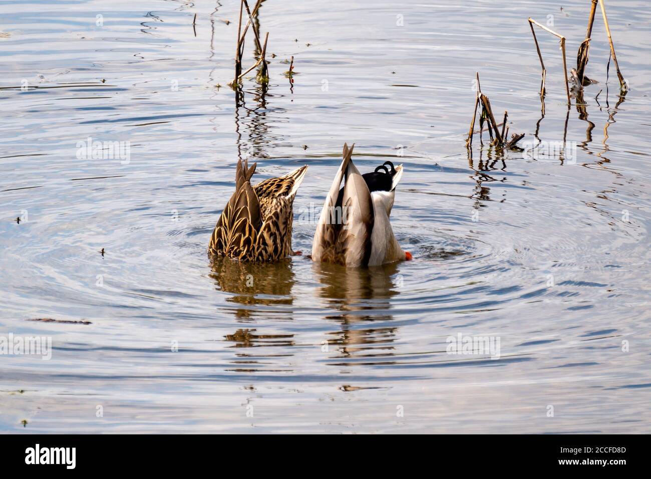 Mallard duck diving hi-res stock photography and images - Alamy