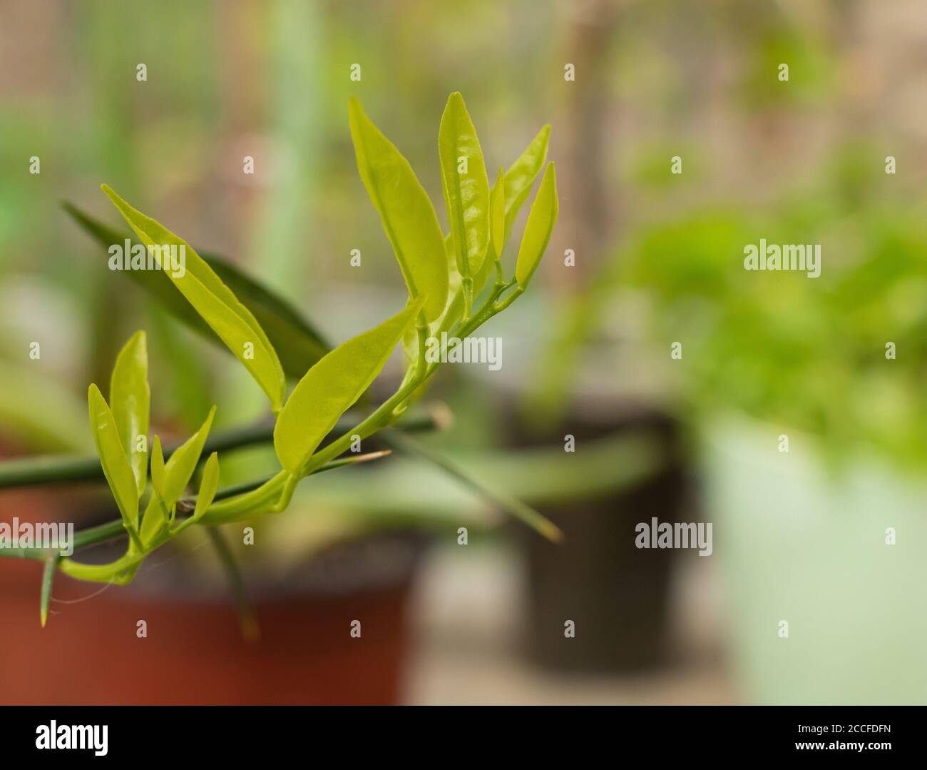 New growths on the mandarin tree. New young leaves Stock Photo - Alamy