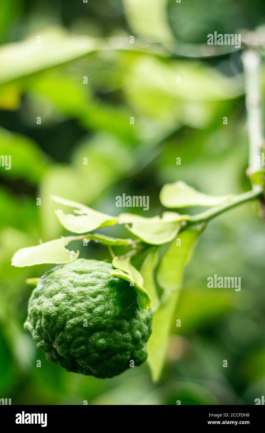Kaffir lime fruit grown on tree Stock Photo - Alamy