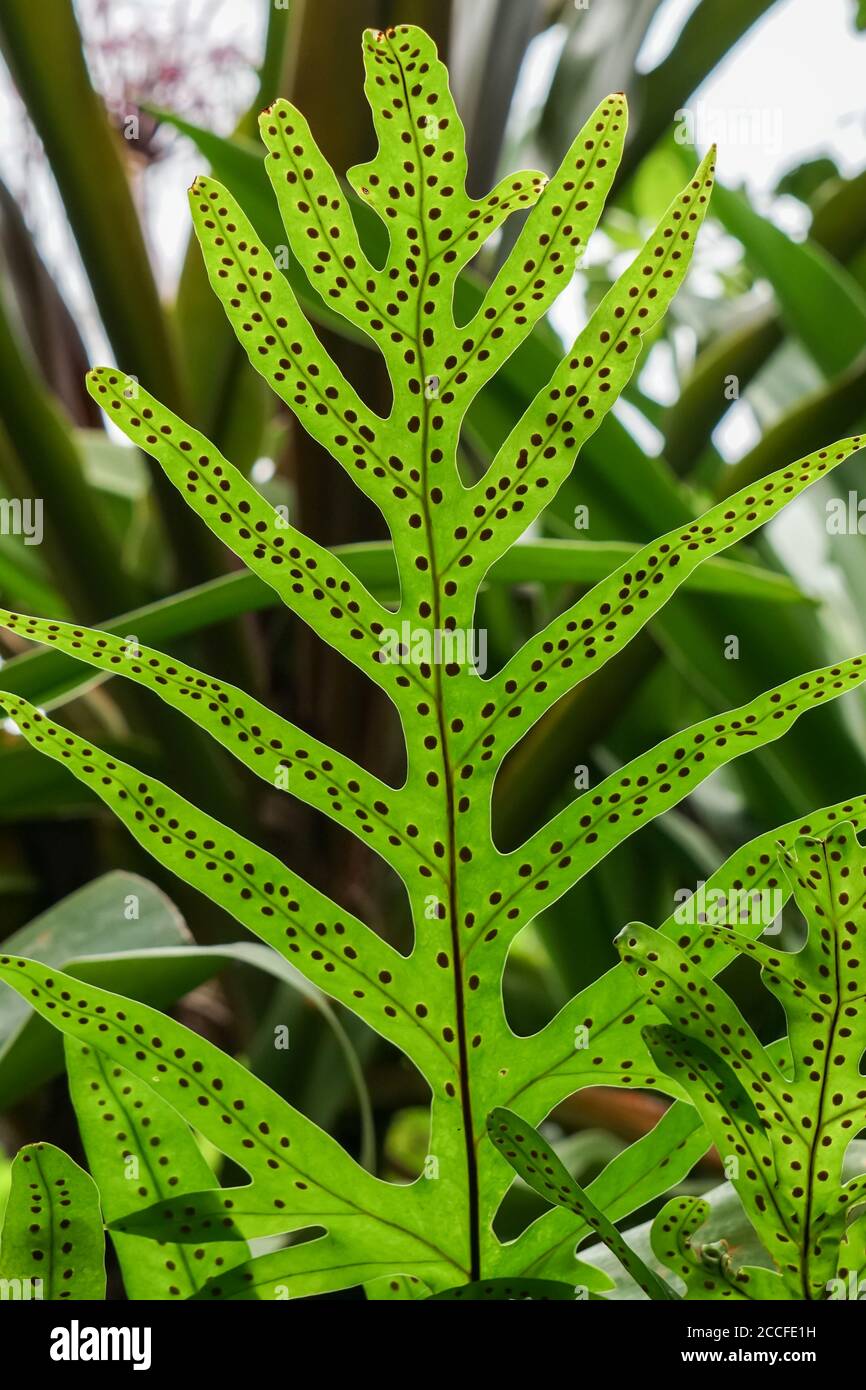 Upright fern leaf with round spores underneath Stock Photo - Alamy