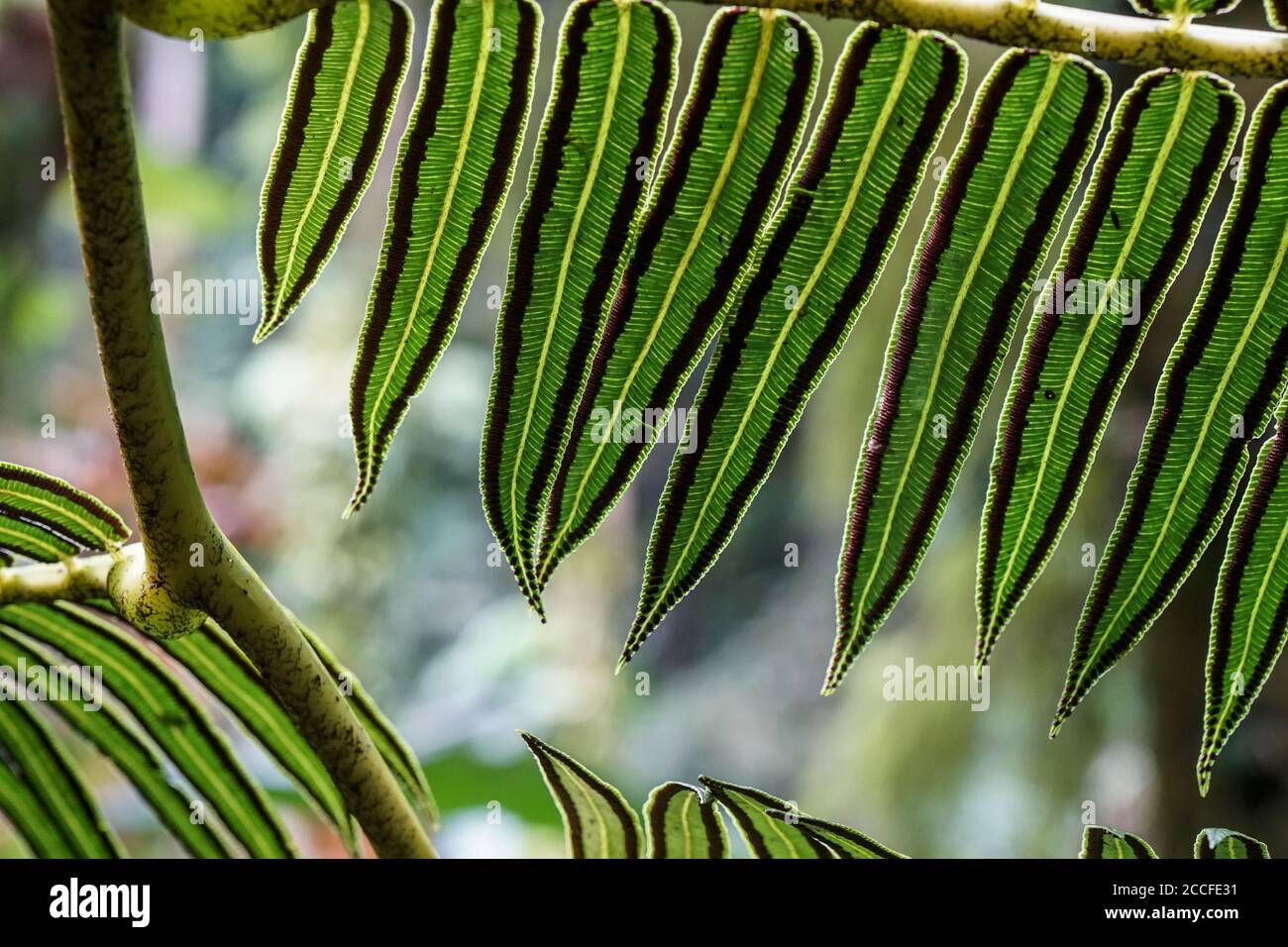 Back-lit fern leaf with thick patches of spores Stock Photo - Alamy