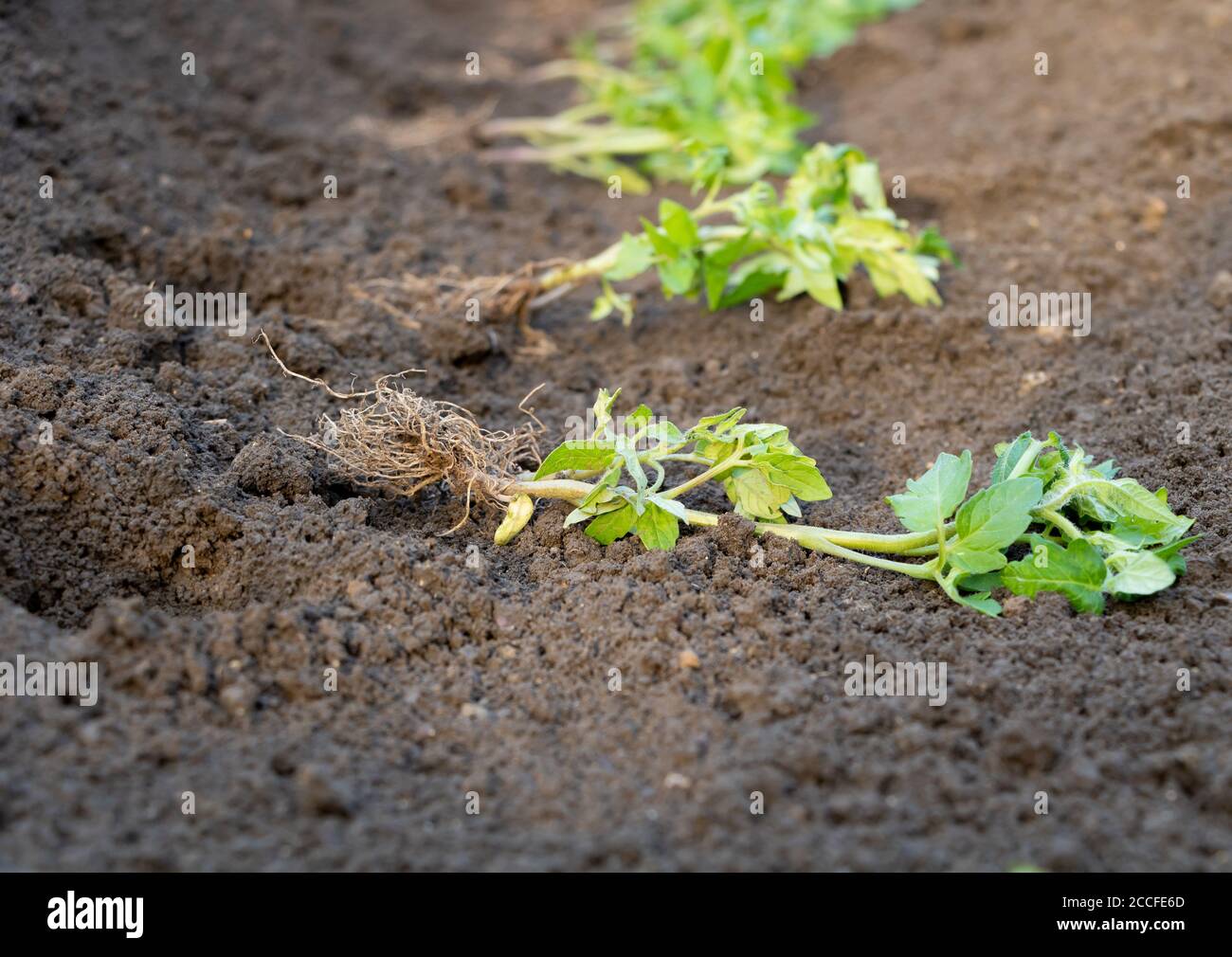 Tomato seedlings with good roots - ready for planting in the garden ...