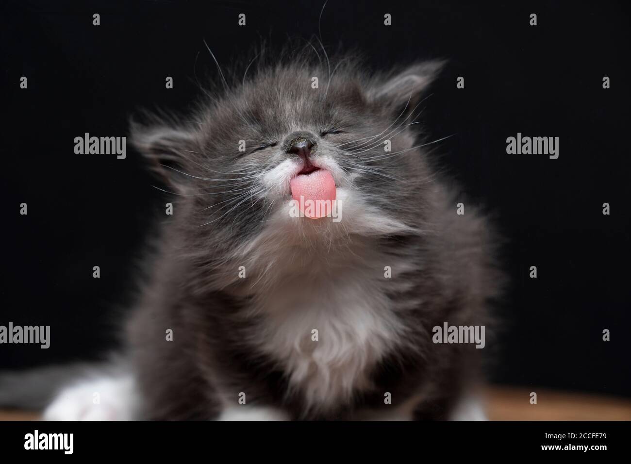 funny 4 week old maine coon kitten sticking out tiny tongue Stock Photo ...