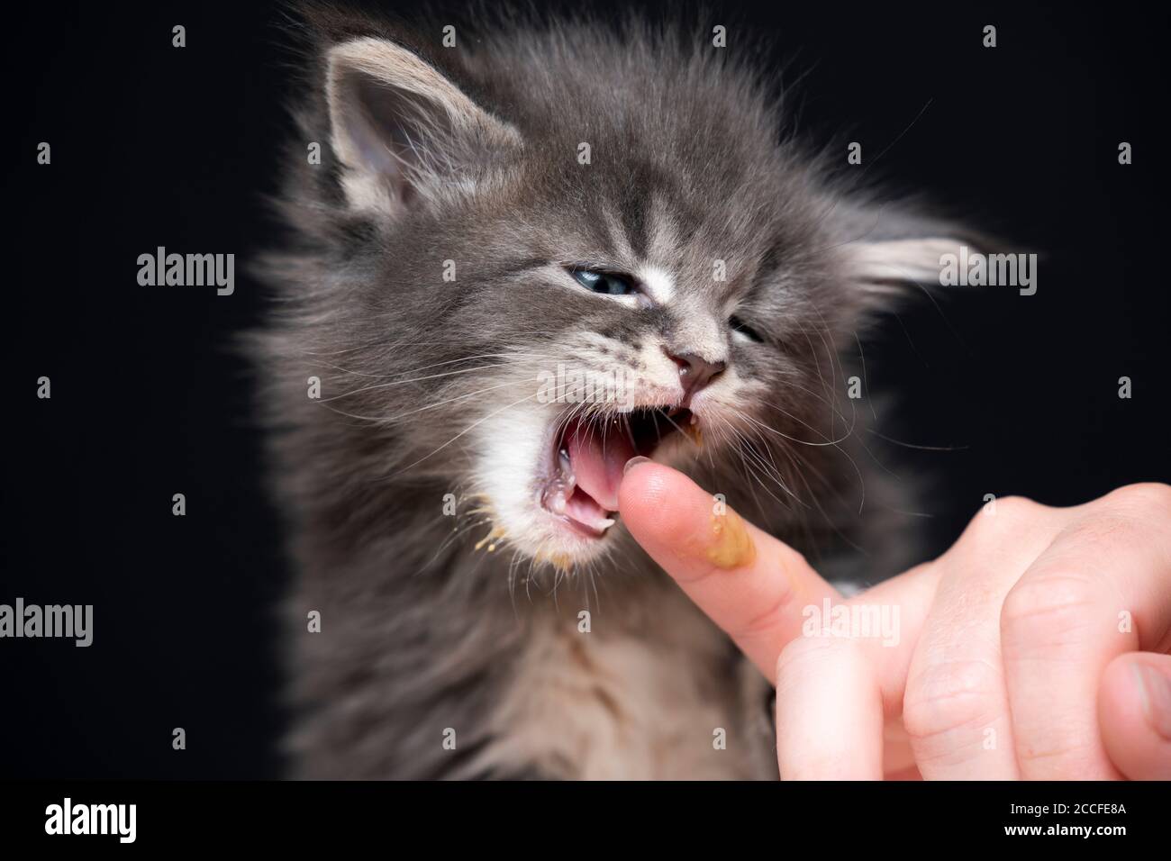cute maine coon kitten with open mouth biting finger Stock Photo - Alamy