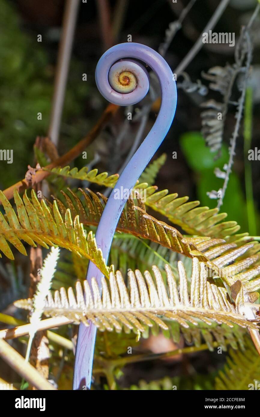 Spiral leaves plants hi-res stock photography and images - Alamy