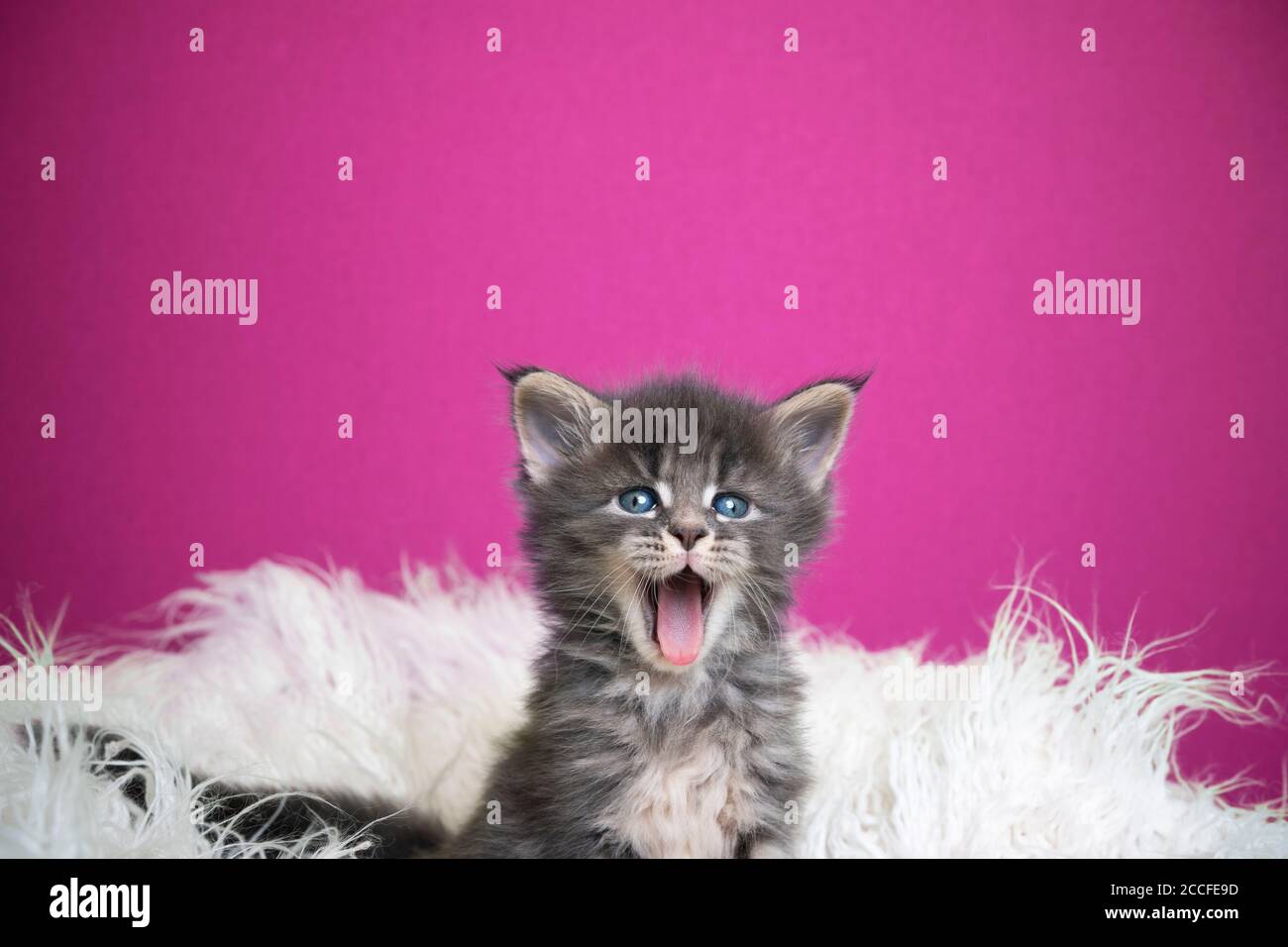 cute maine coon kitten yawning in front of pink background Stock Photo ...