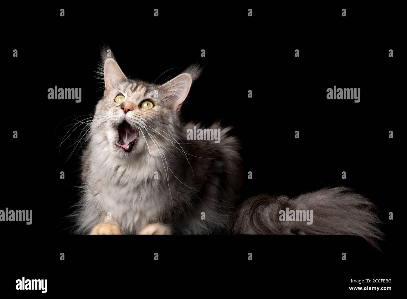 funny studio portrait of a black silver torbie maine coon cat looking ...