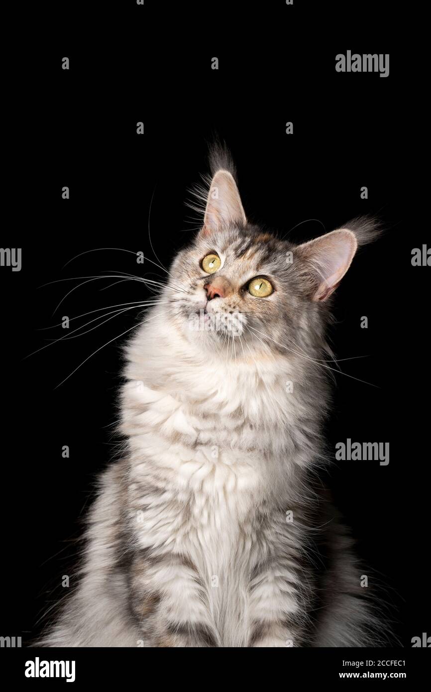 studio portrait of a curious black silver torbie maine coon cat sitting ...
