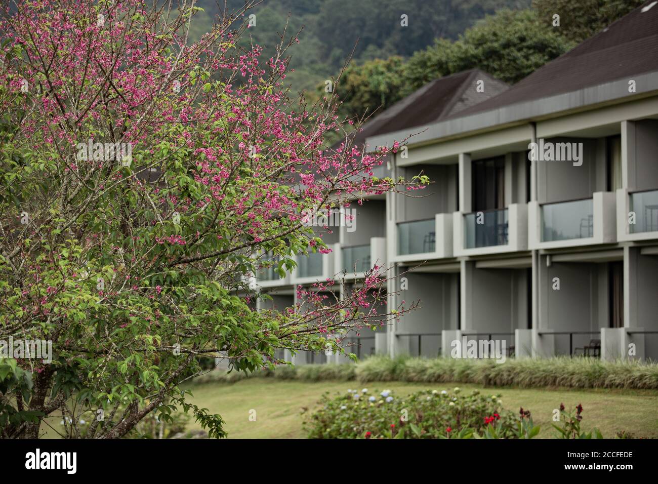 Blooming cherry trees terrace hi-res stock photography and images - Alamy