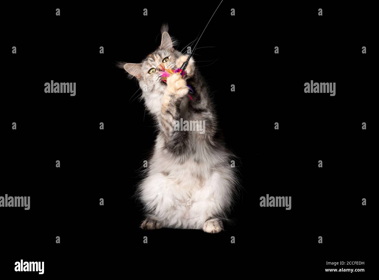 studio shot of a black silver torbie maine coon cat playing with ...