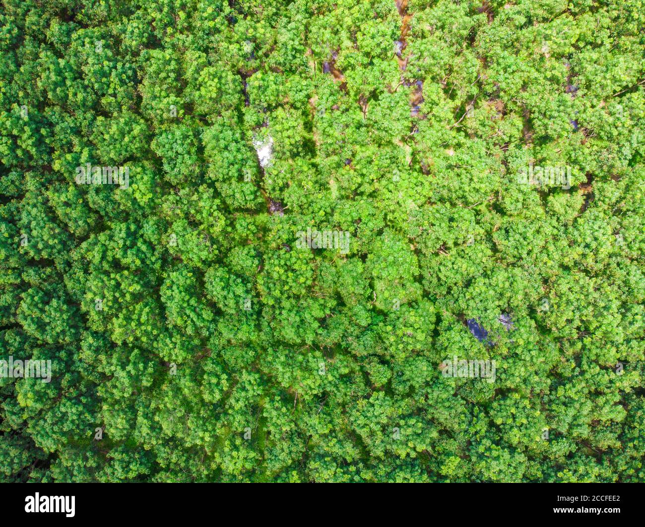 Aerial view green tree tropical rainforest nature landscape Stock Photo ...