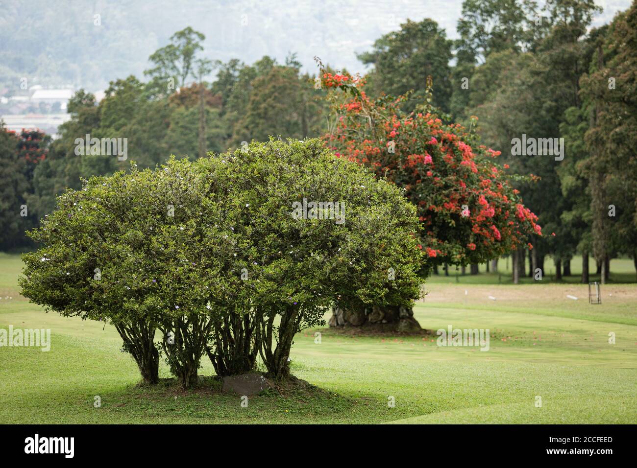 View of the blooming tree. Bali. Indonesia Stock Photo - Alamy