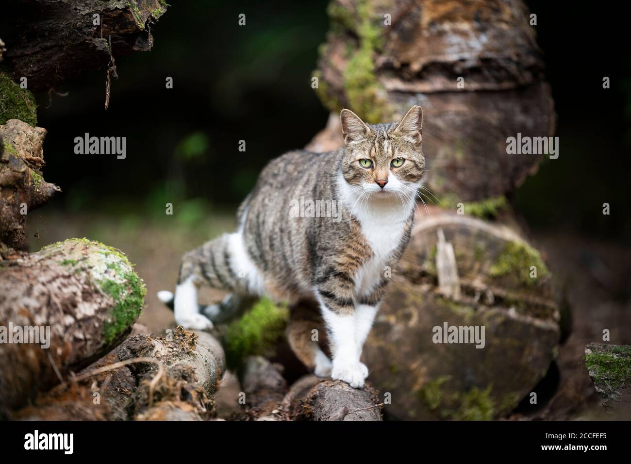 Cat in a forest hi-res stock photography and images - Alamy