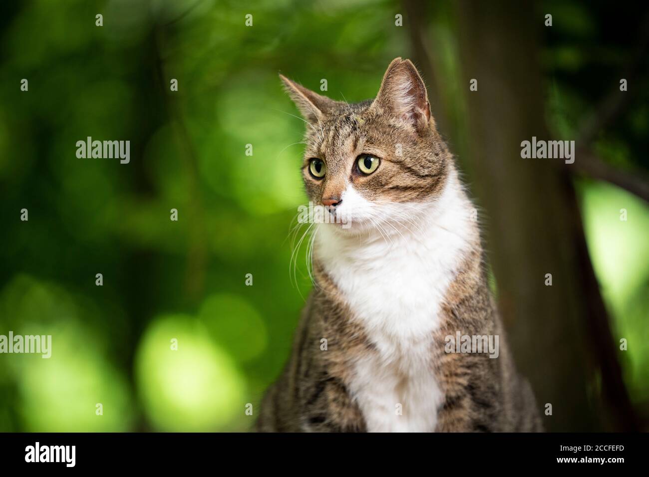Notch in ear hi-res stock photography and images - Alamy