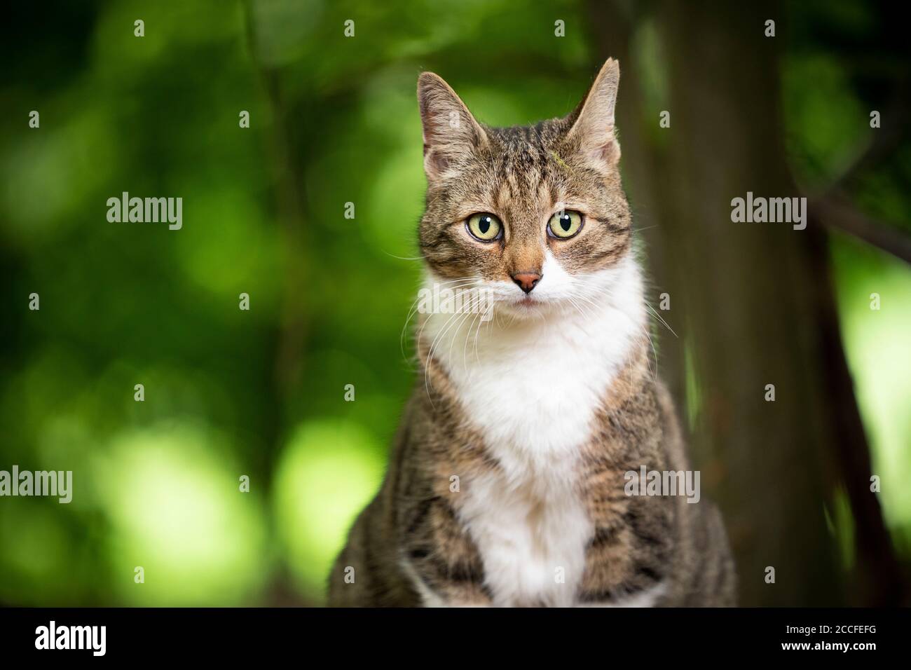 portrait of a tabby white cat with ear notch outdoors in the forest ...