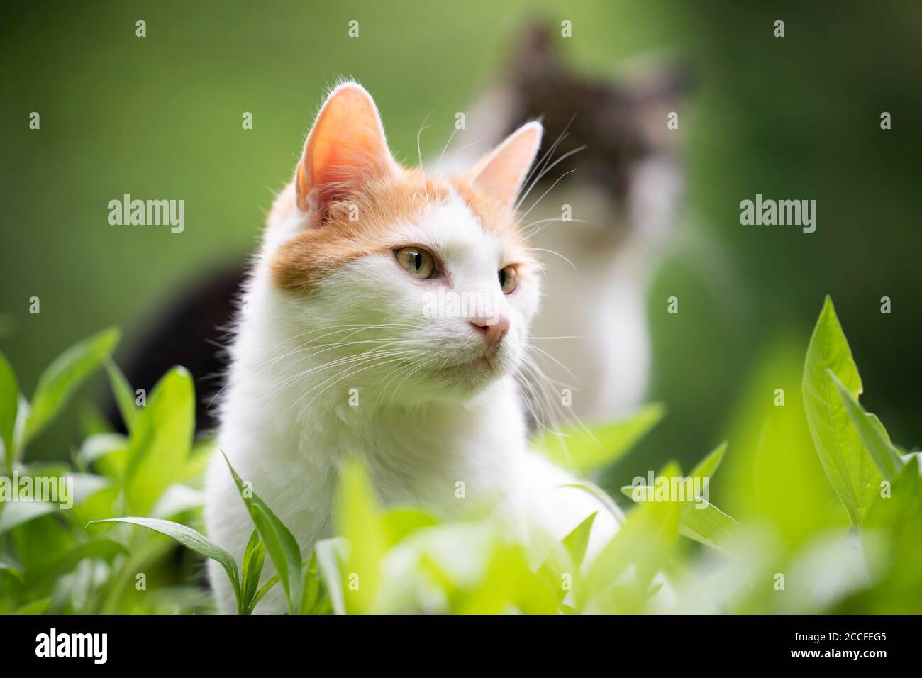 Cat between plants hi-res stock photography and images - Alamy
