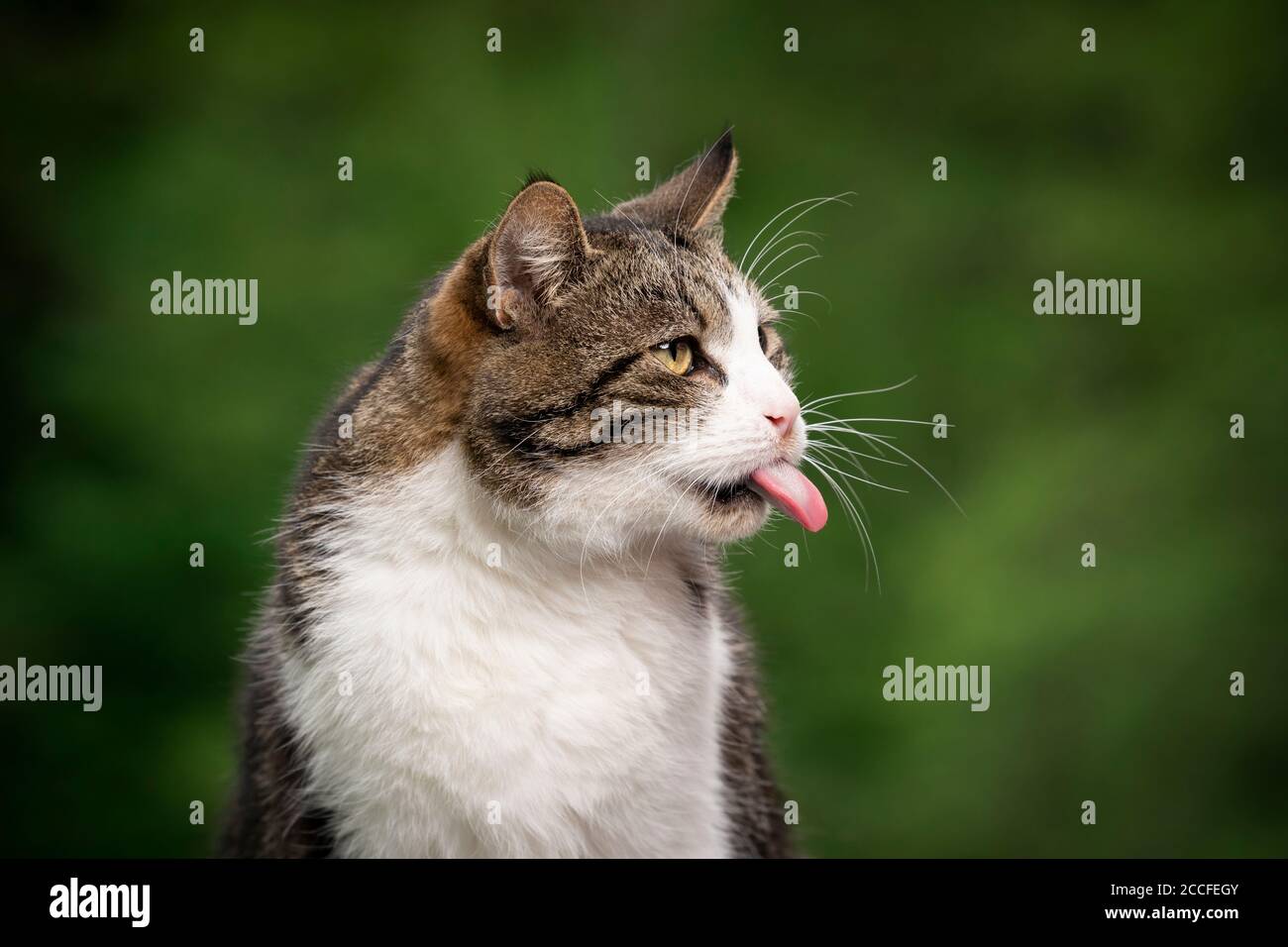 Naughty Cat High Resolution Stock Photography and Images - Alamy