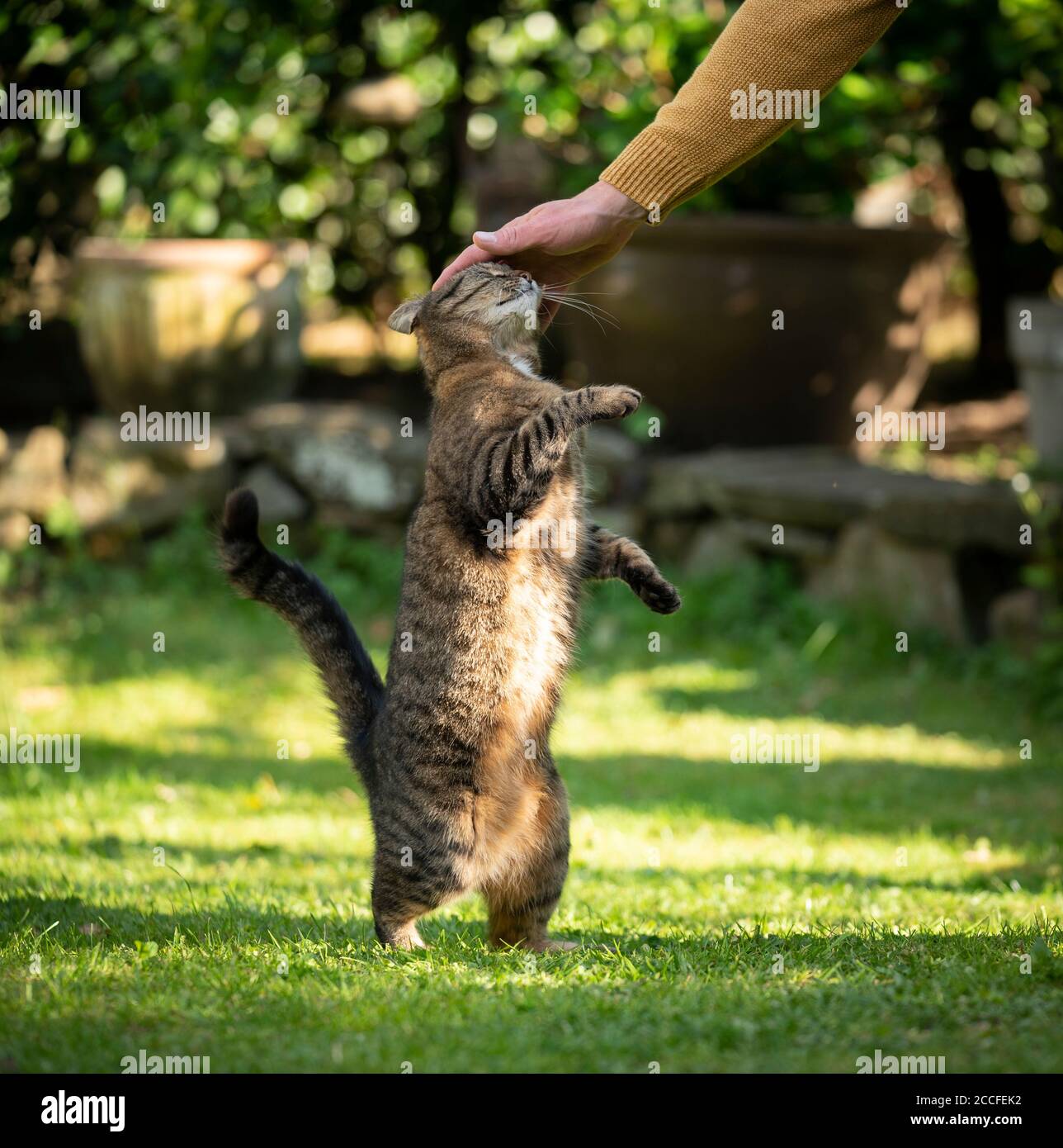 pet owner stroking happy tabby cat outdoors in garden Stock Photo - Alamy