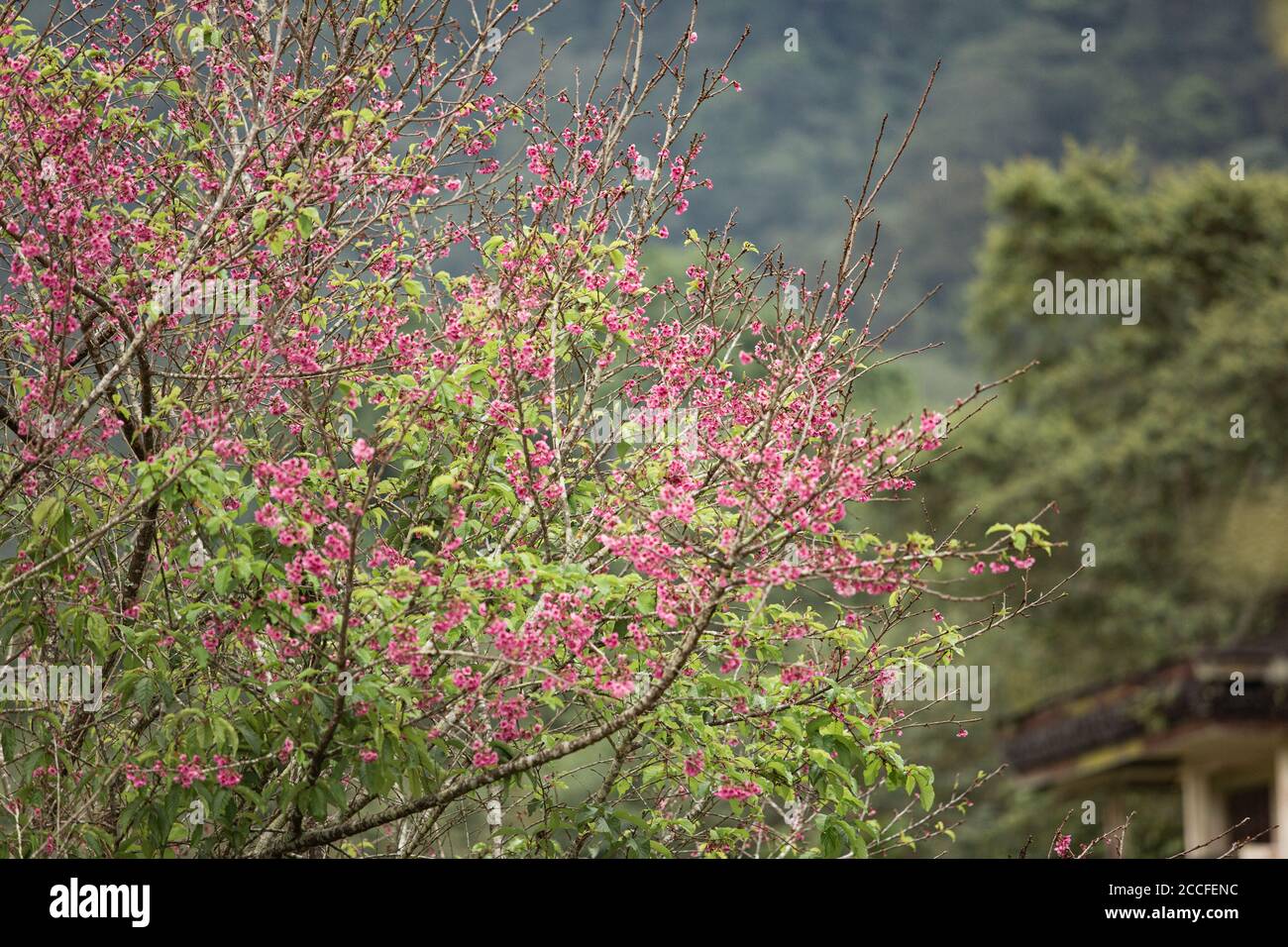 Blooming cherry trees terrace hi-res stock photography and images - Alamy
