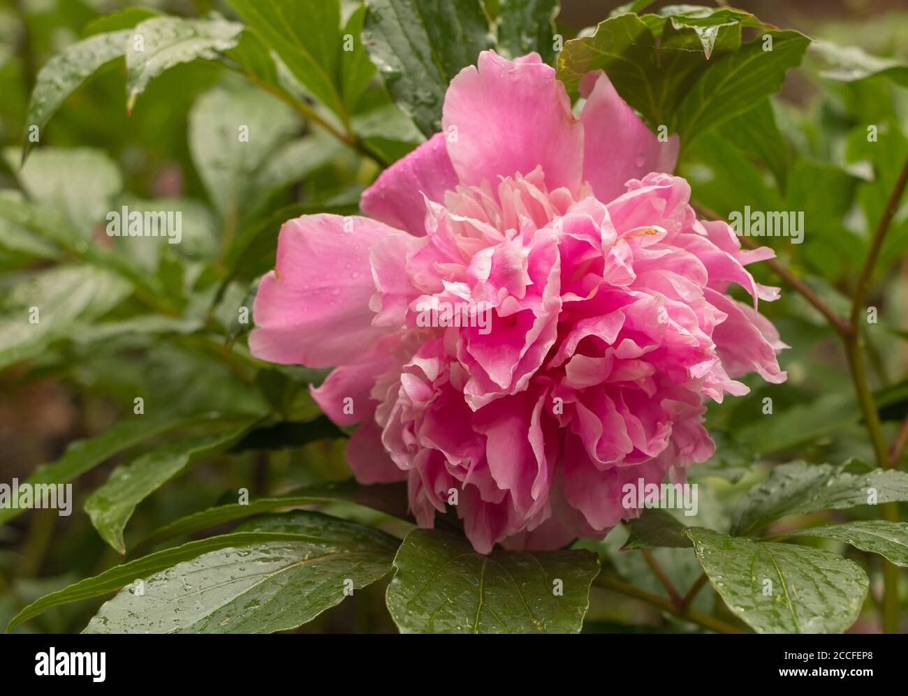 Big pink bloom hi-res stock photography and images - Alamy