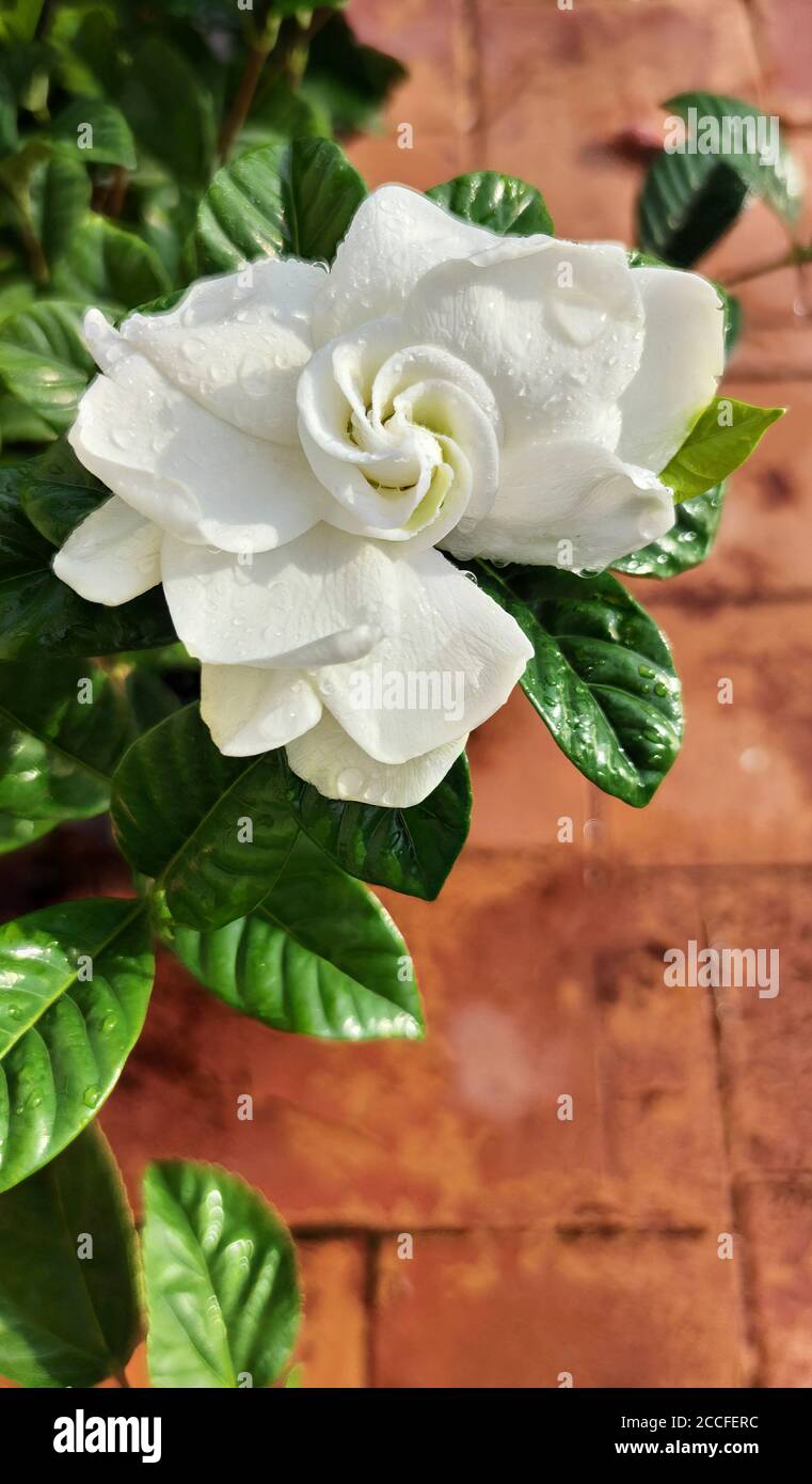 Gardenia is a genus of flowering plants in the coffee family, Rubiaceae ...