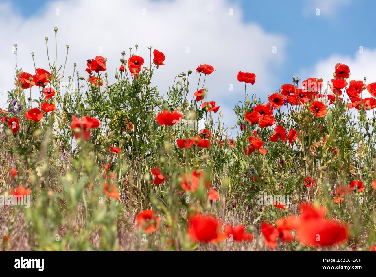 Seed strips hi-res stock photography and images - Alamy