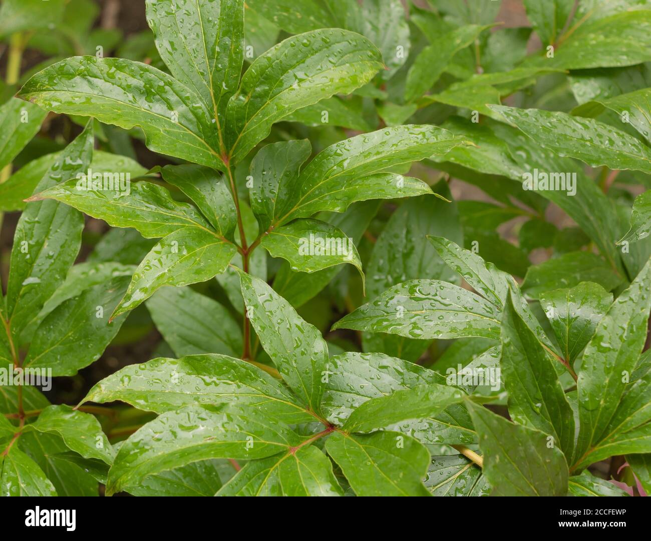 Beautiful peony leaves with drops of water on them. Background Image ...